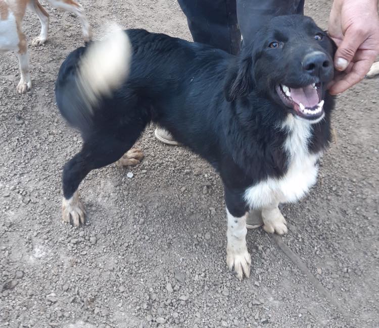 Chestnut – Fetcher Dog