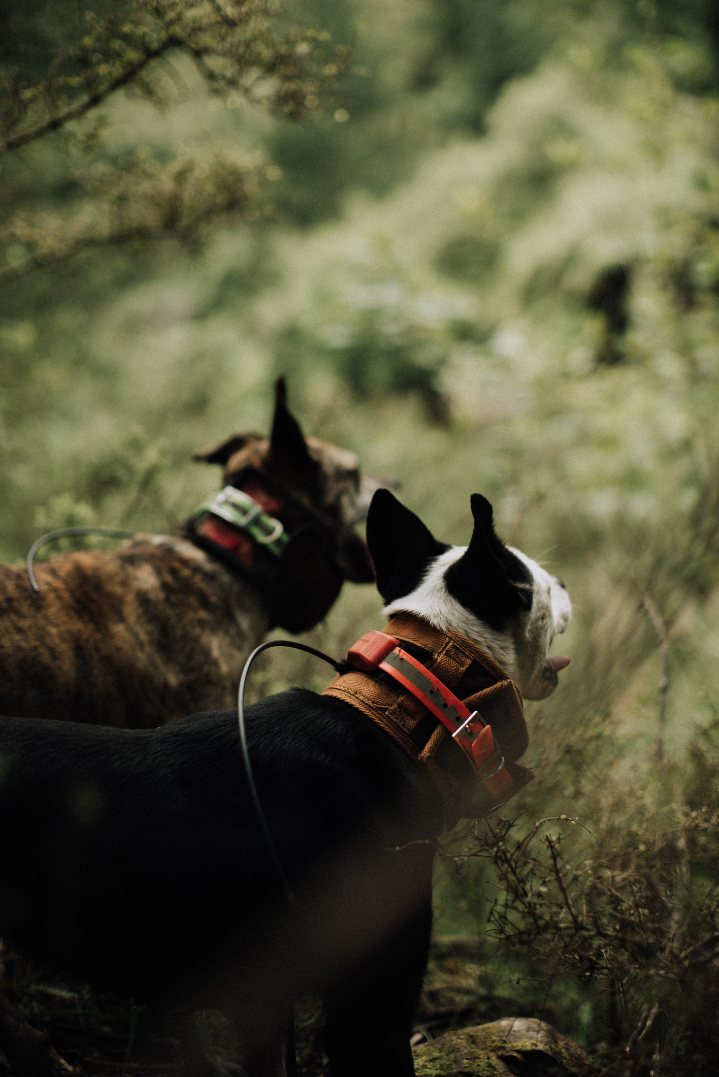 Game Gear adventures – Game Gear NZ